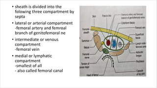 FEMORAL TRIANGLE PDF.pdf
