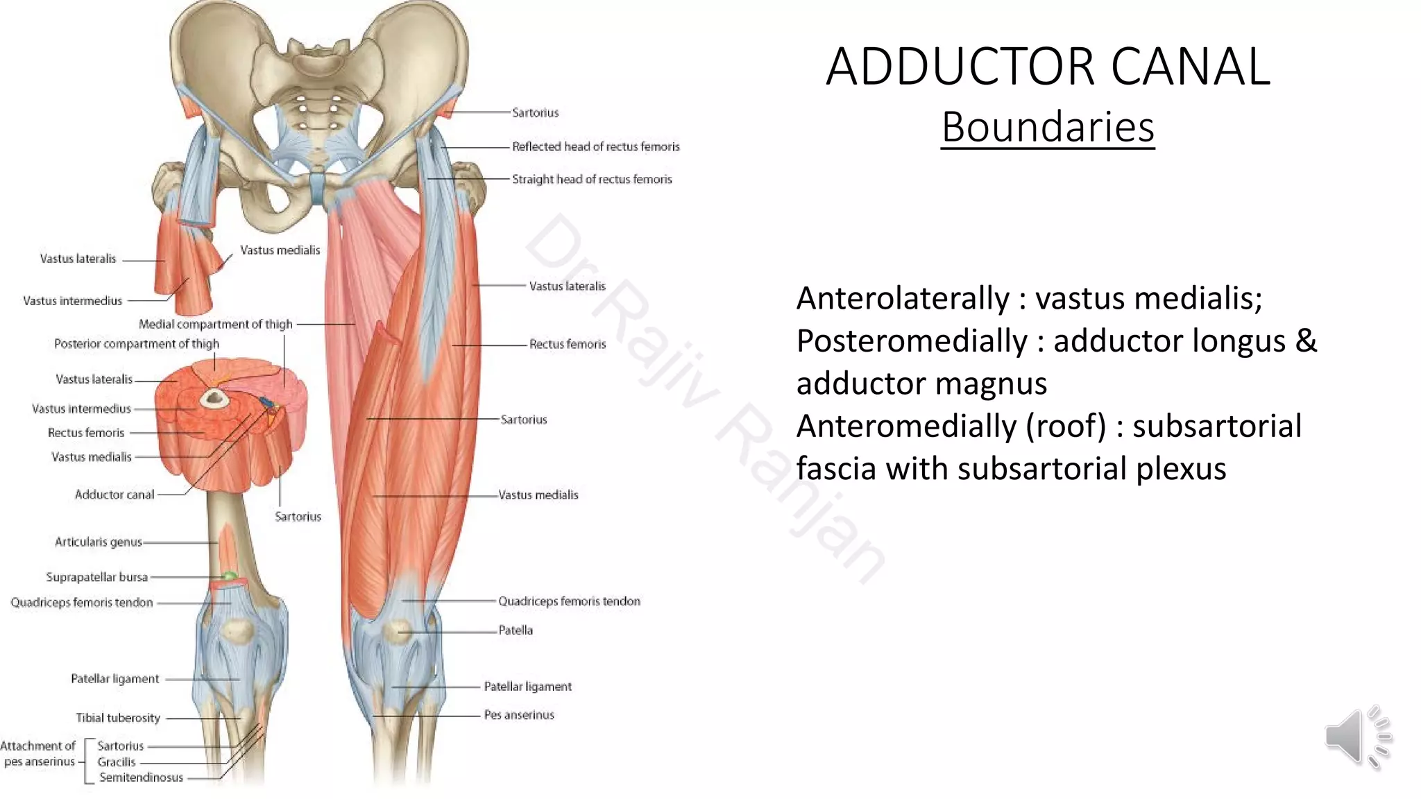 Femoral Triangle And Subsartorial Canal Ppt