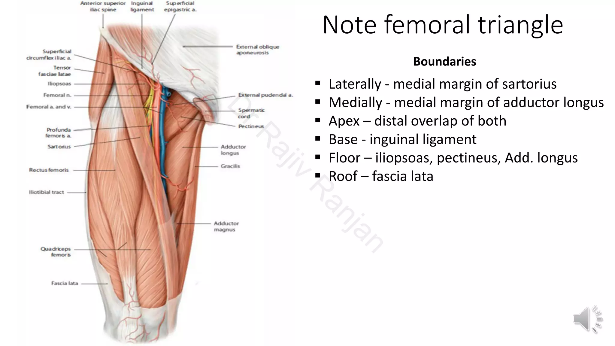 Femoral triangle & subsartorial canal | PDF