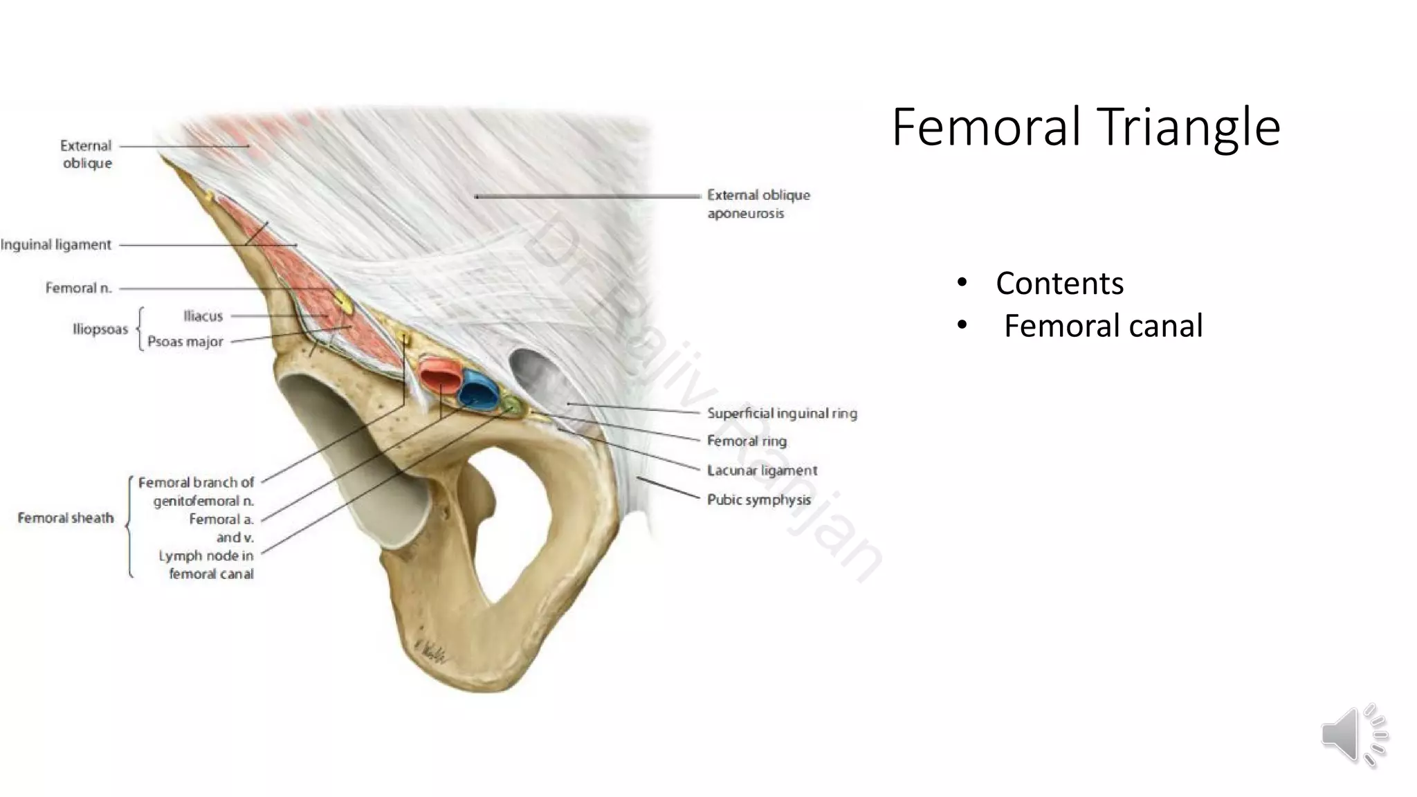 Femoral triangle & subsartorial canal | PDF