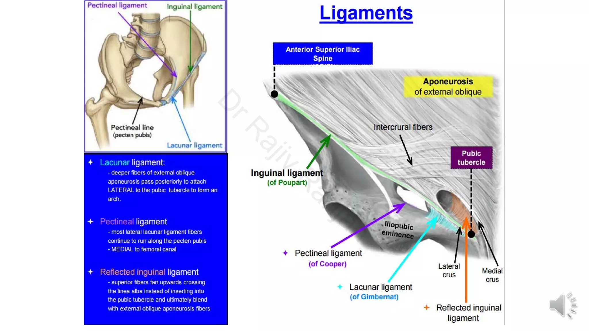 Femoral triangle & subsartorial canal | PDF