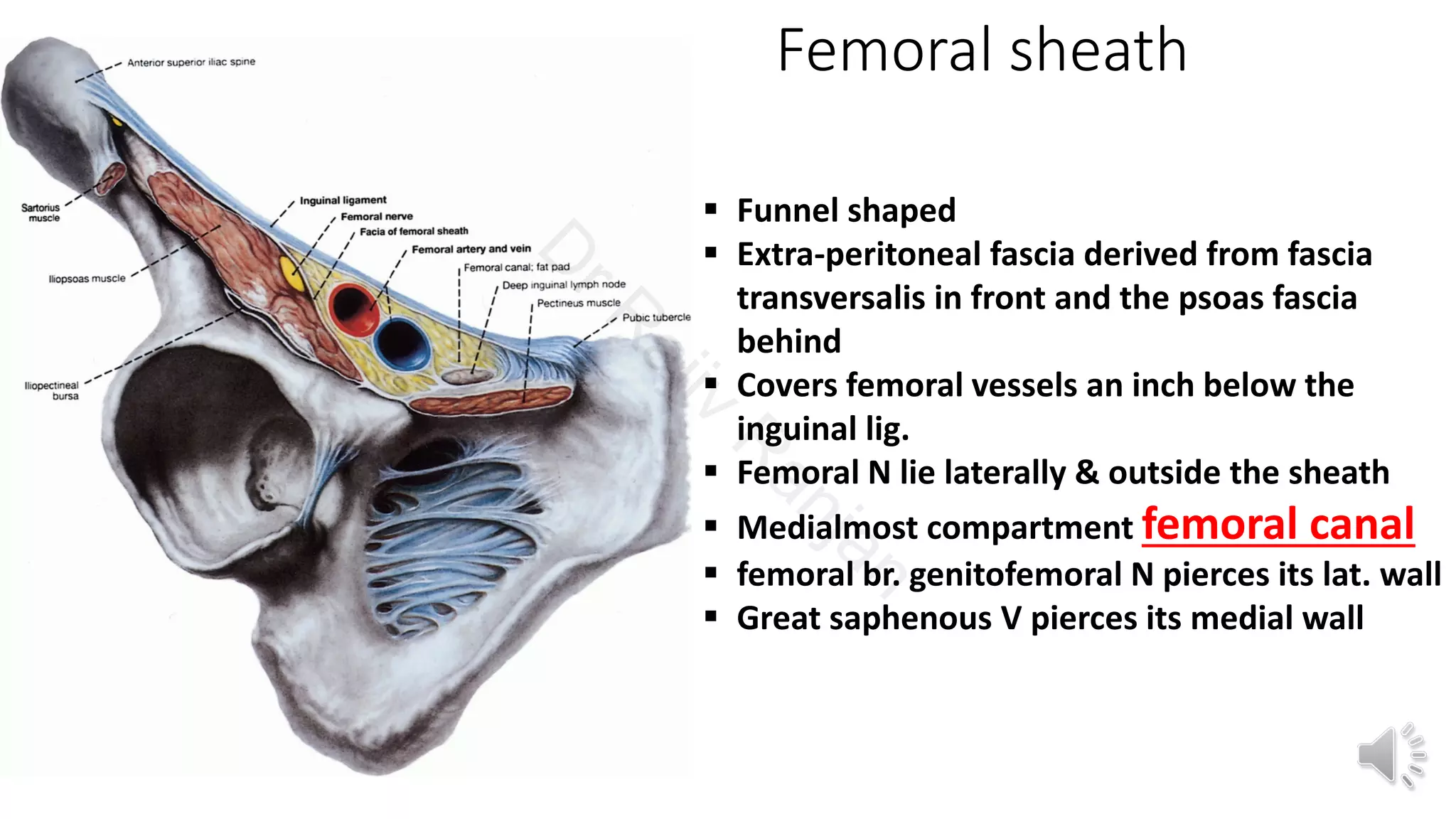 Femoral triangle & subsartorial canal | PDF