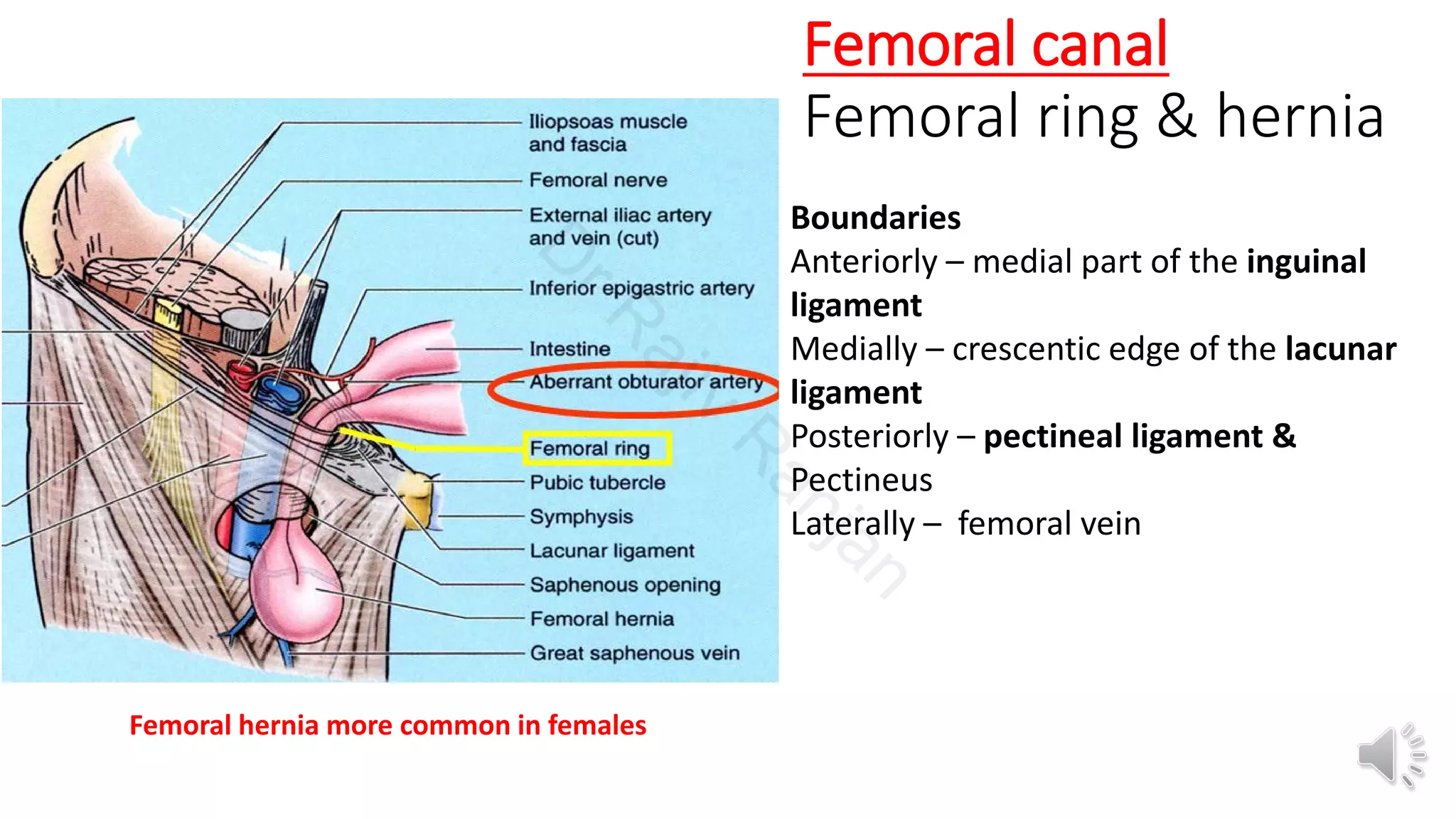 Femoral triangle & subsartorial canal | PDF