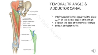 Femoral triangle & subsartorial canal | PDF