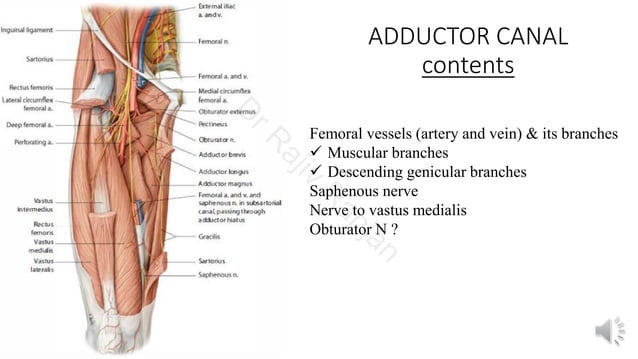 Femoral triangle & subsartorial canal | PDF