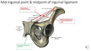 Femoral triangle & subsartorial canal | PDF