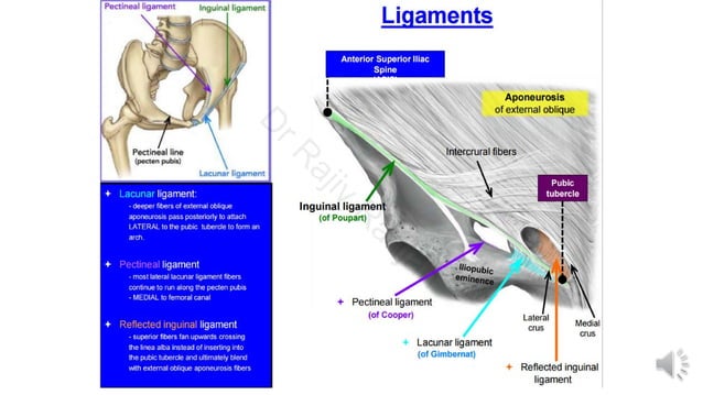 Femoral triangle & subsartorial canal | PDF