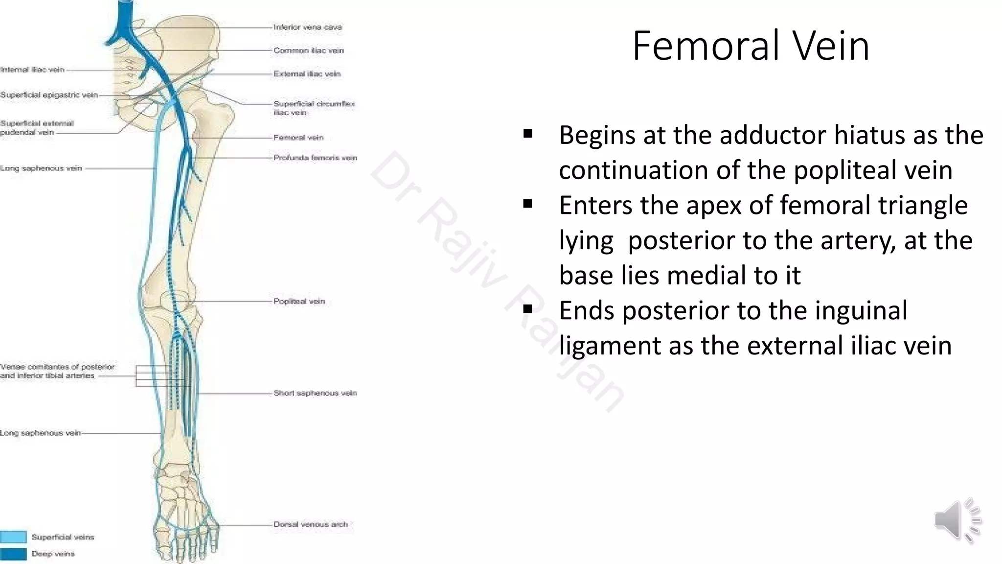 Femoral vessels and nerve | PDF
