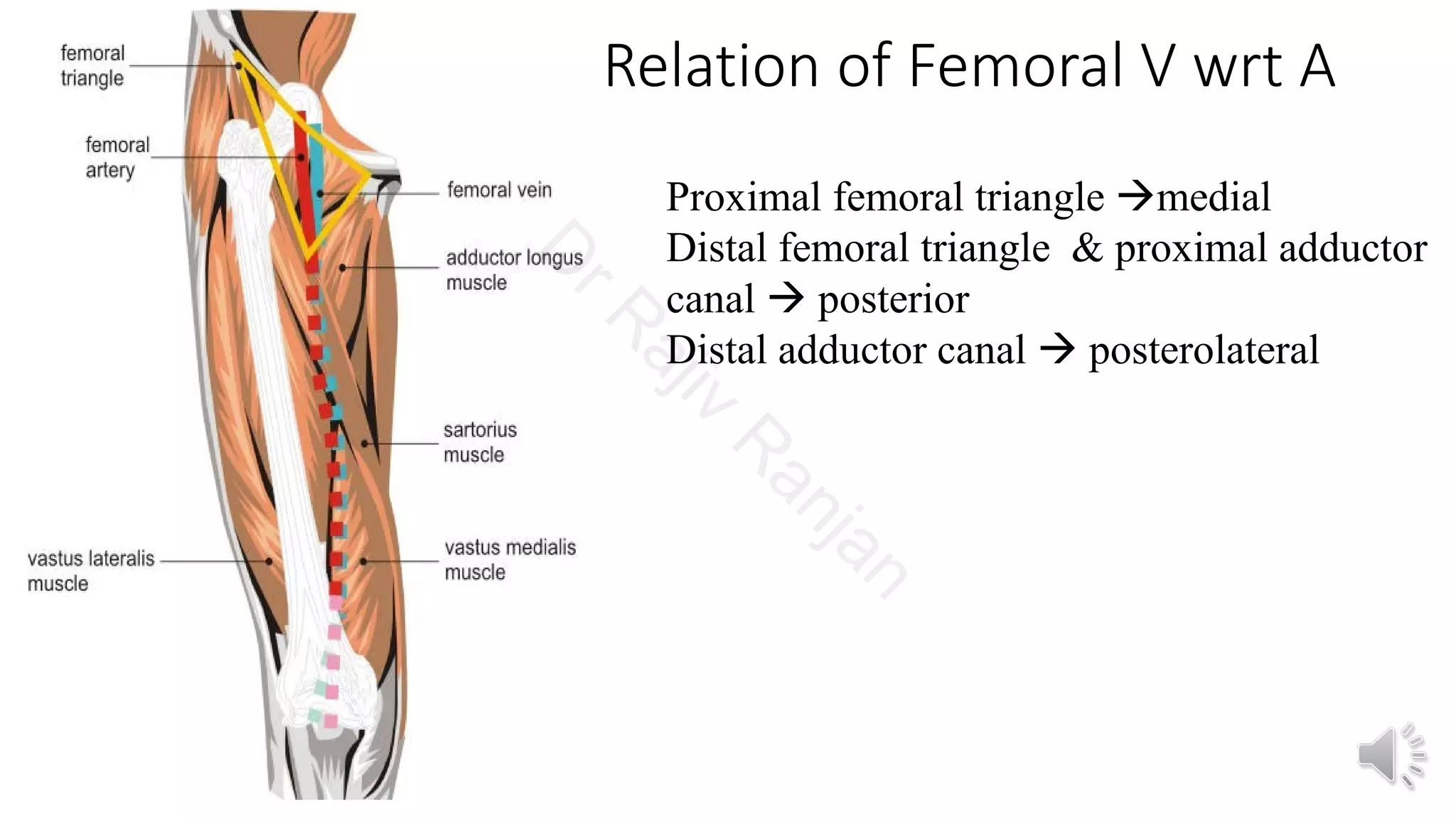 Femoral vessels and nerve | PDF