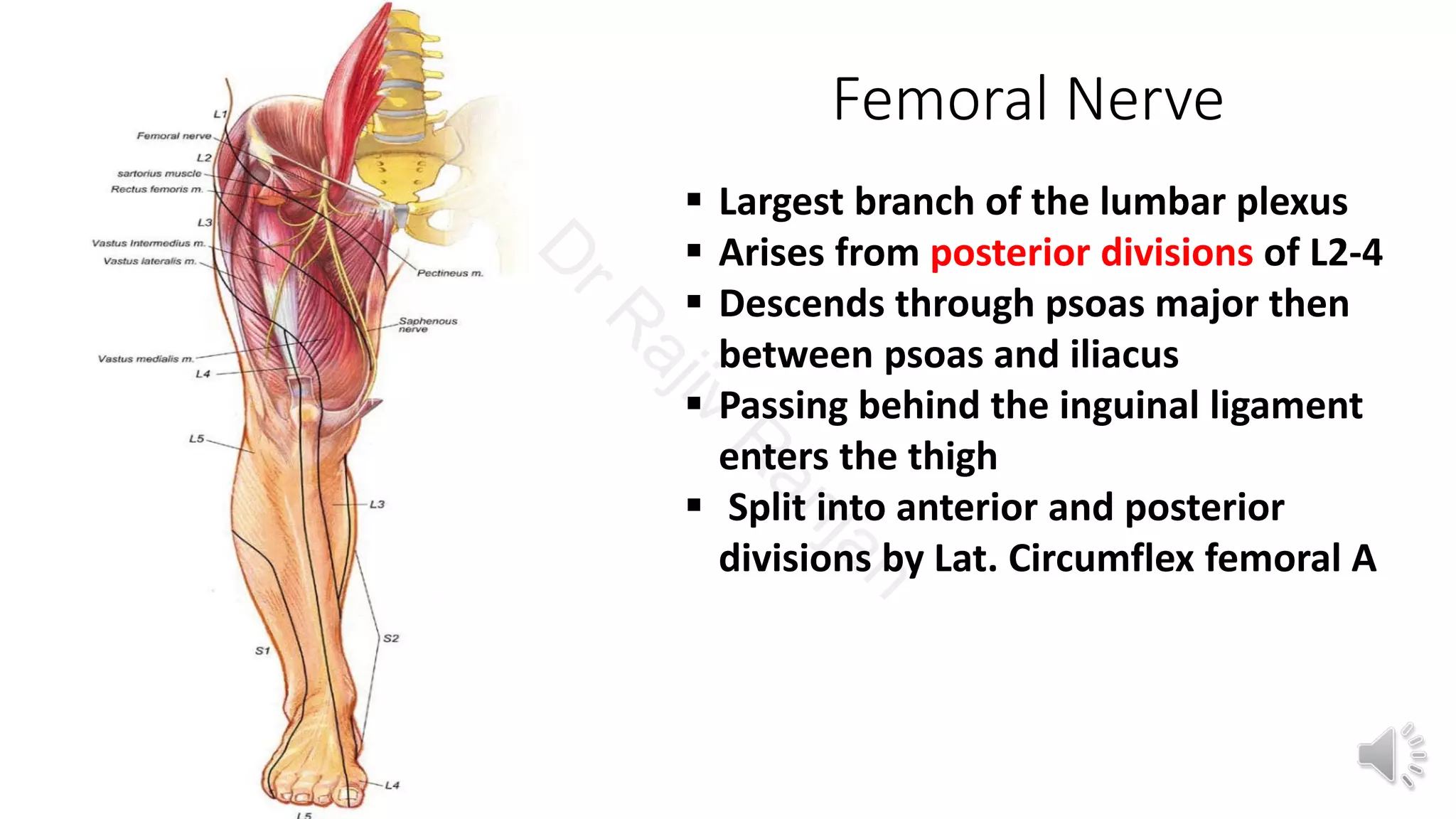 Femoral vessels and nerve | PDF