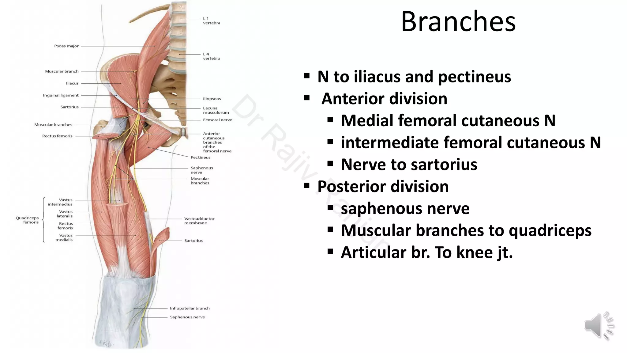 Femoral vessels and nerve | PDF