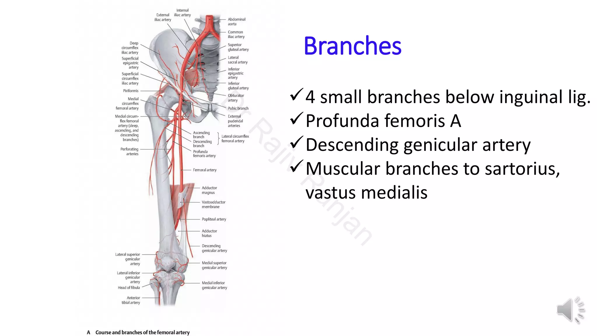Femoral vessels and nerve | PDF