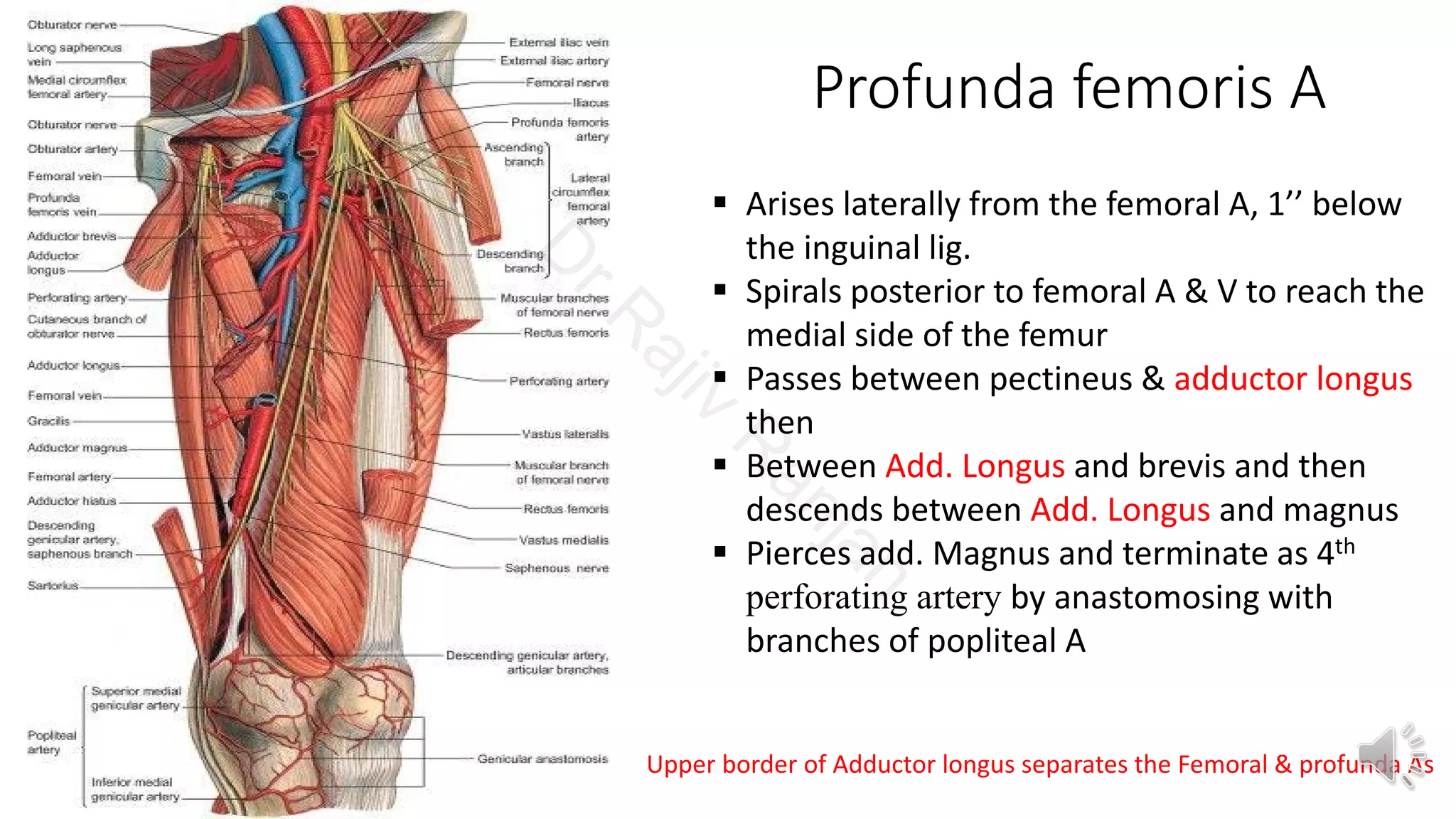 Femoral vessels and nerve | PDF