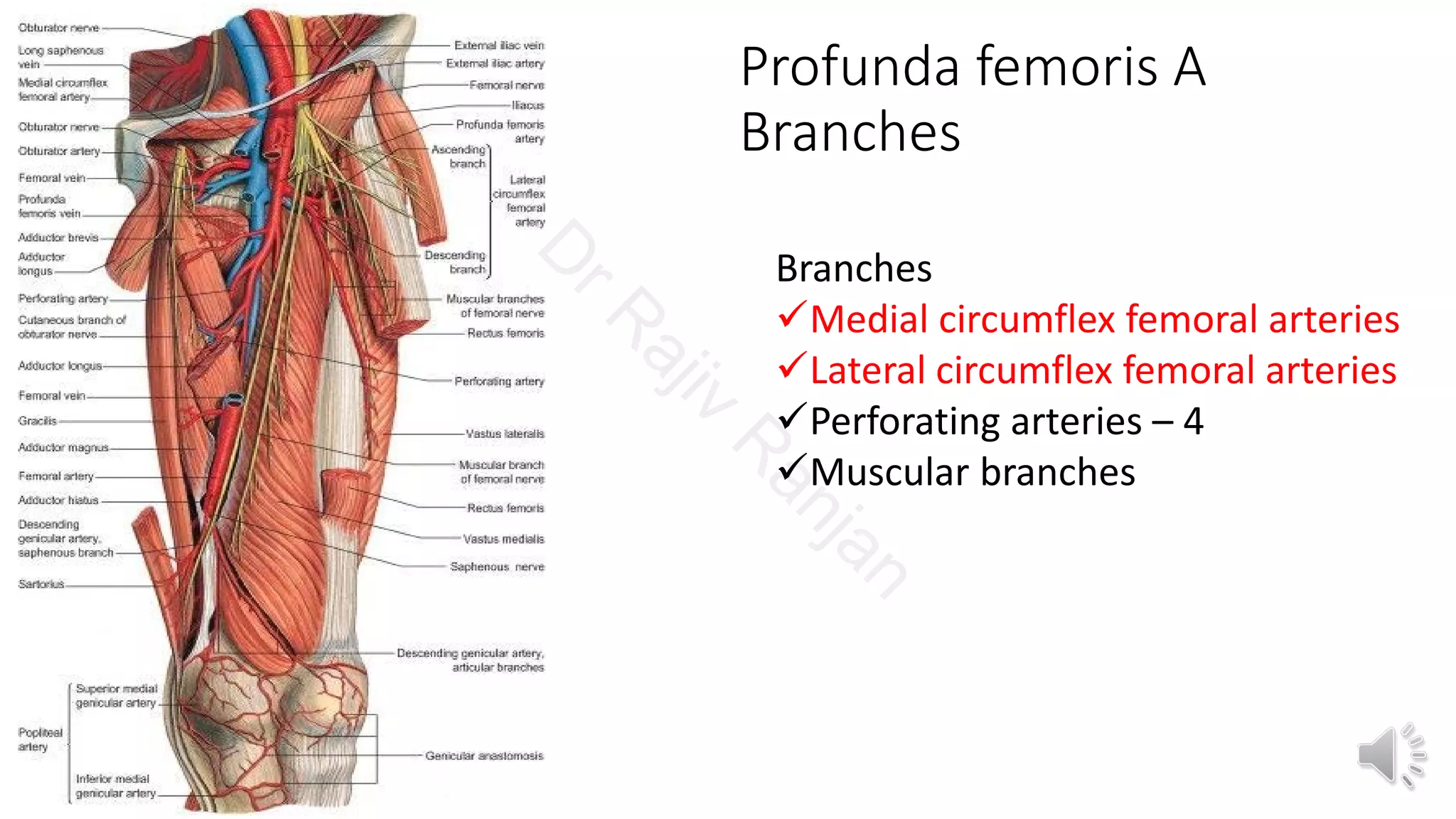 Femoral vessels and nerve | PDF