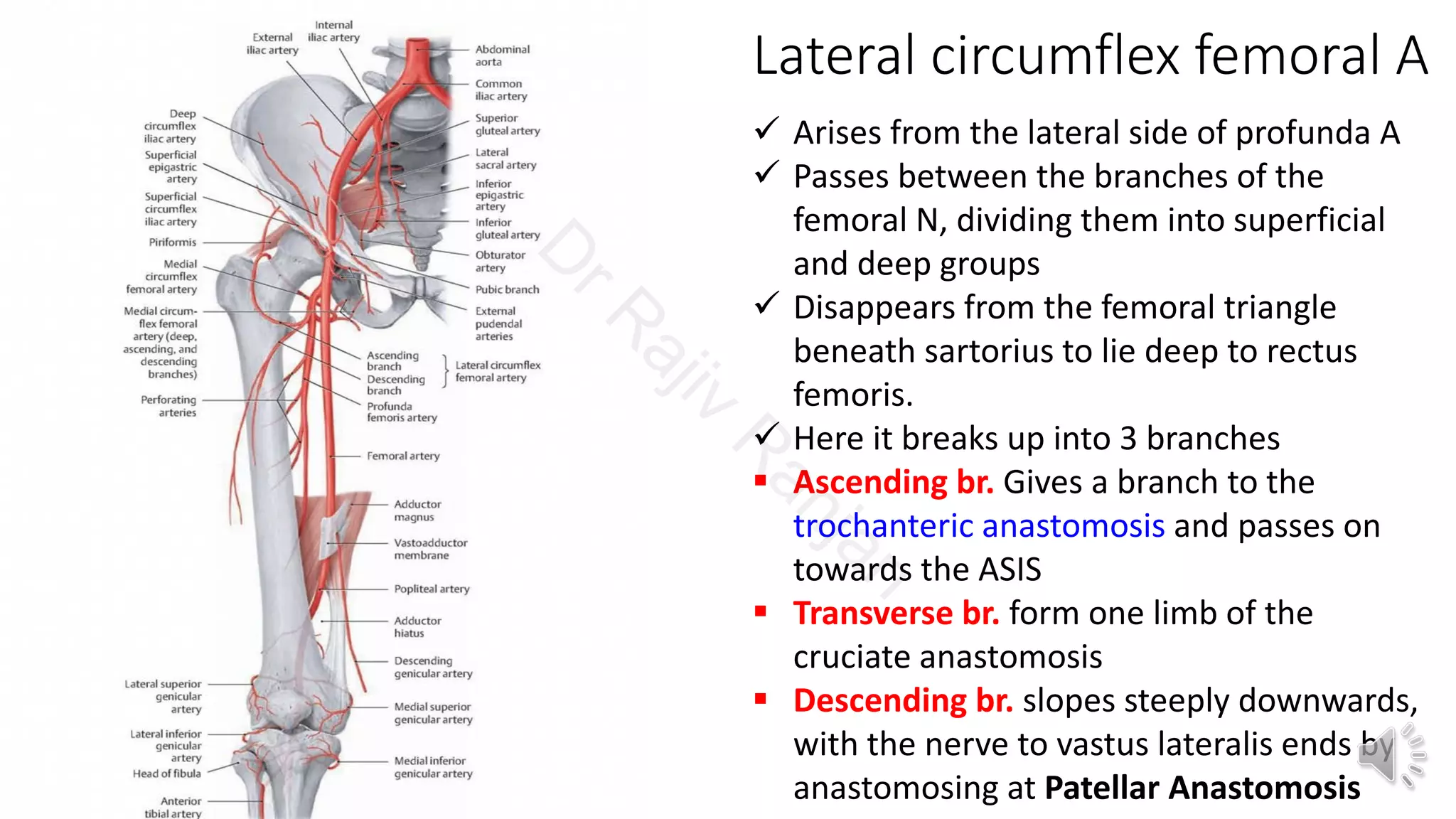 Femoral vessels and nerve | PDF