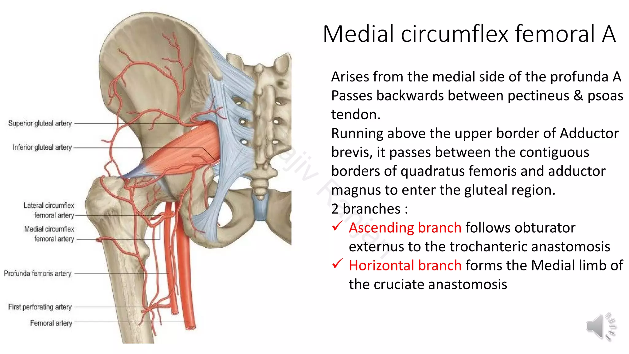 Femoral vessels and nerve | PDF