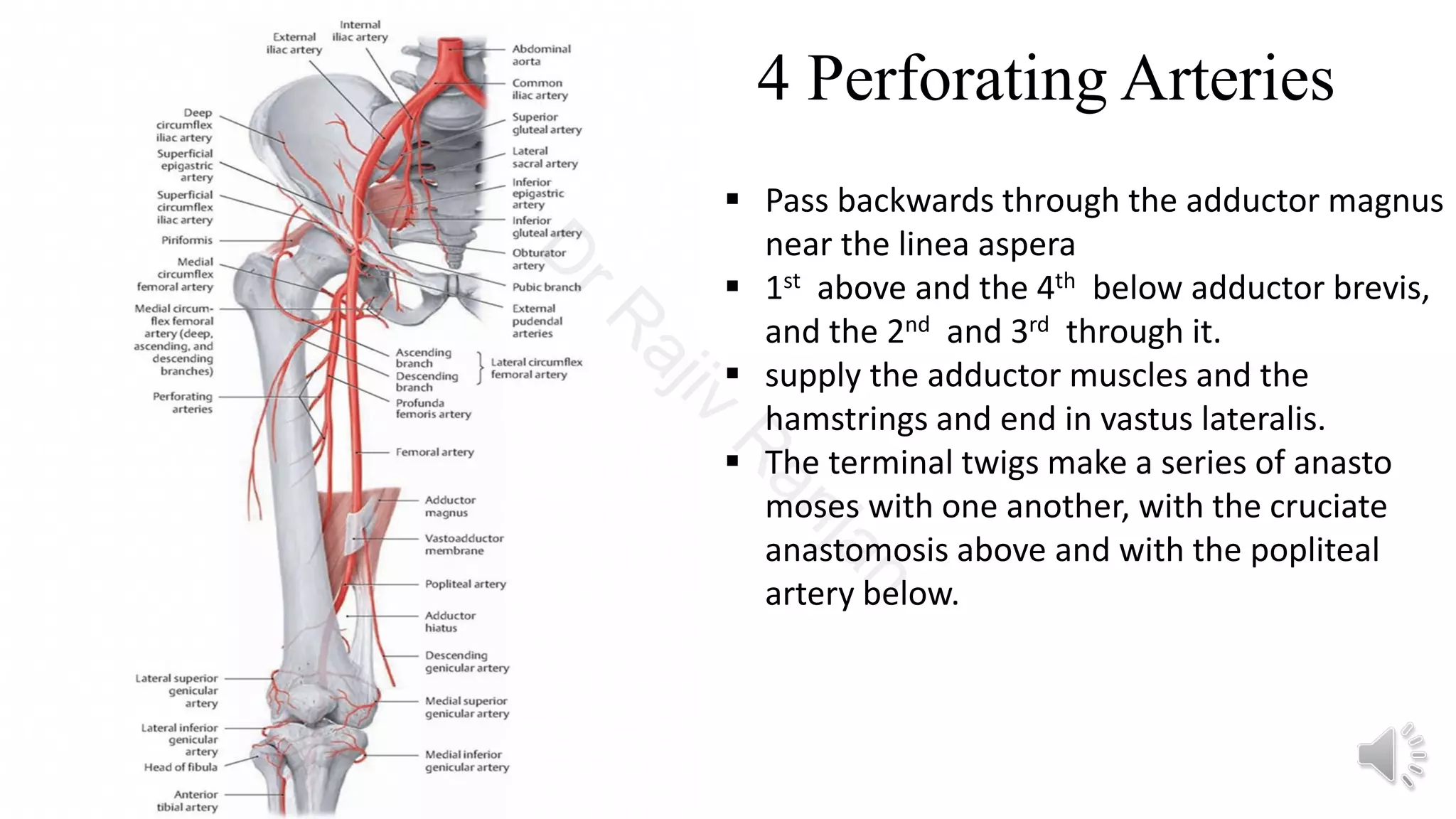 Femoral vessels and nerve | PDF