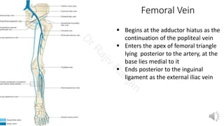 Femoral vessels and nerve | PDF