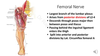Femoral vessels and nerve | PDF