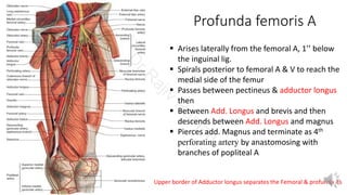 Femoral vessels and nerve | PDF