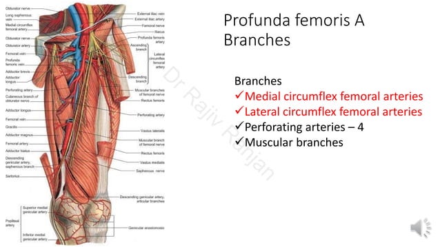 Femoral vessels and nerve | PDF