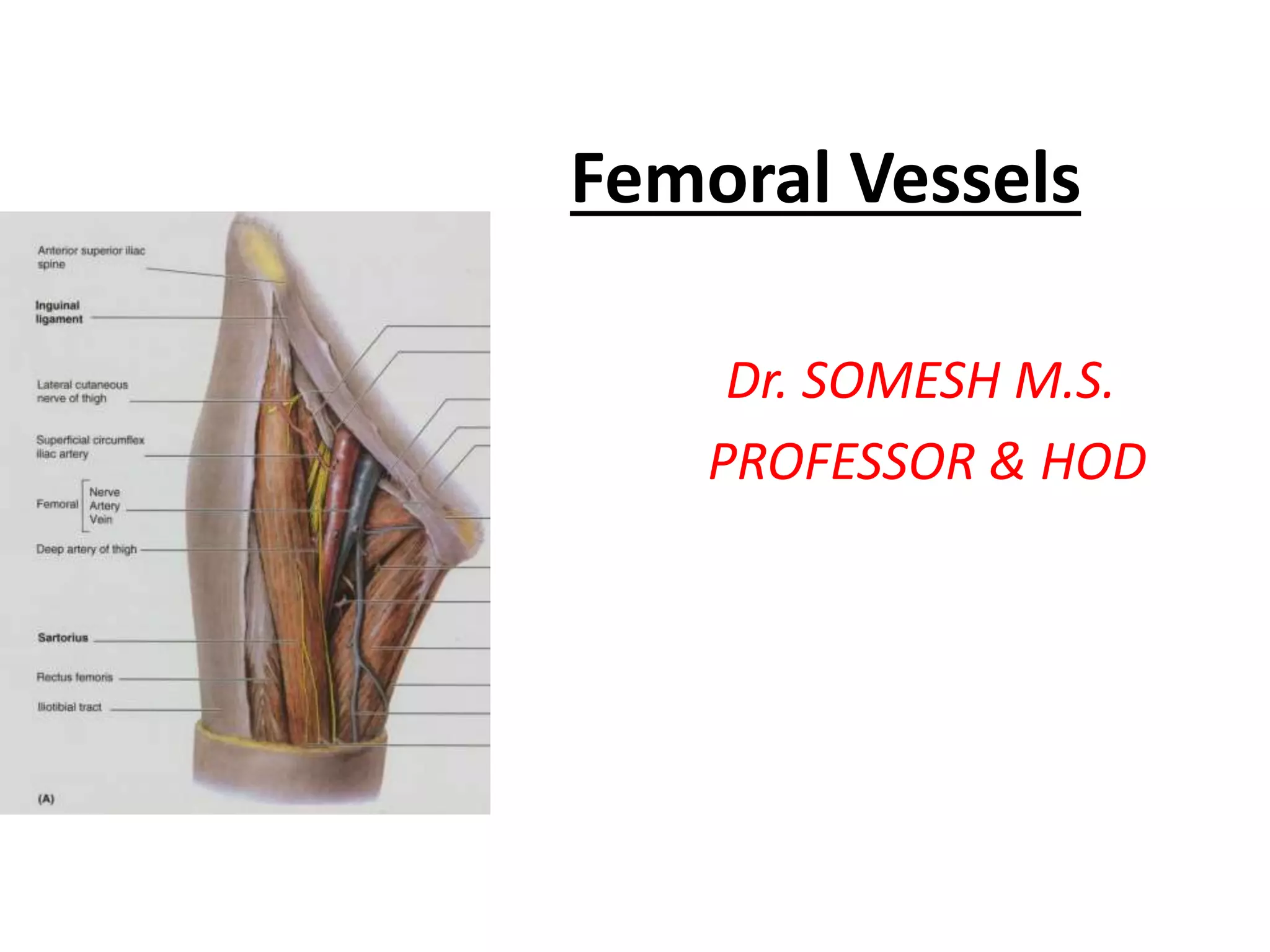 Femoral Vessels_RD.pptx