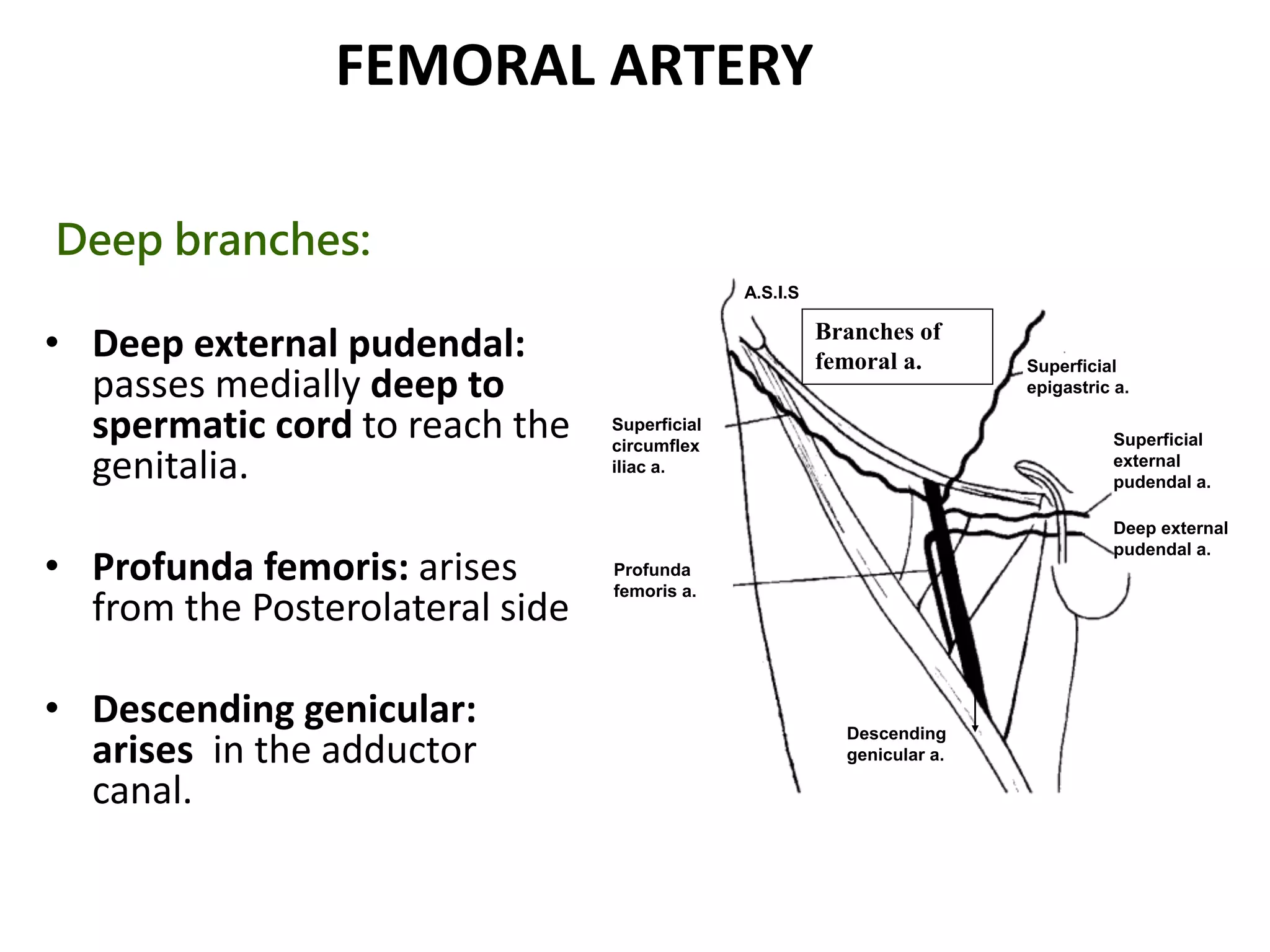 Femoral Vessels_RD.pptx