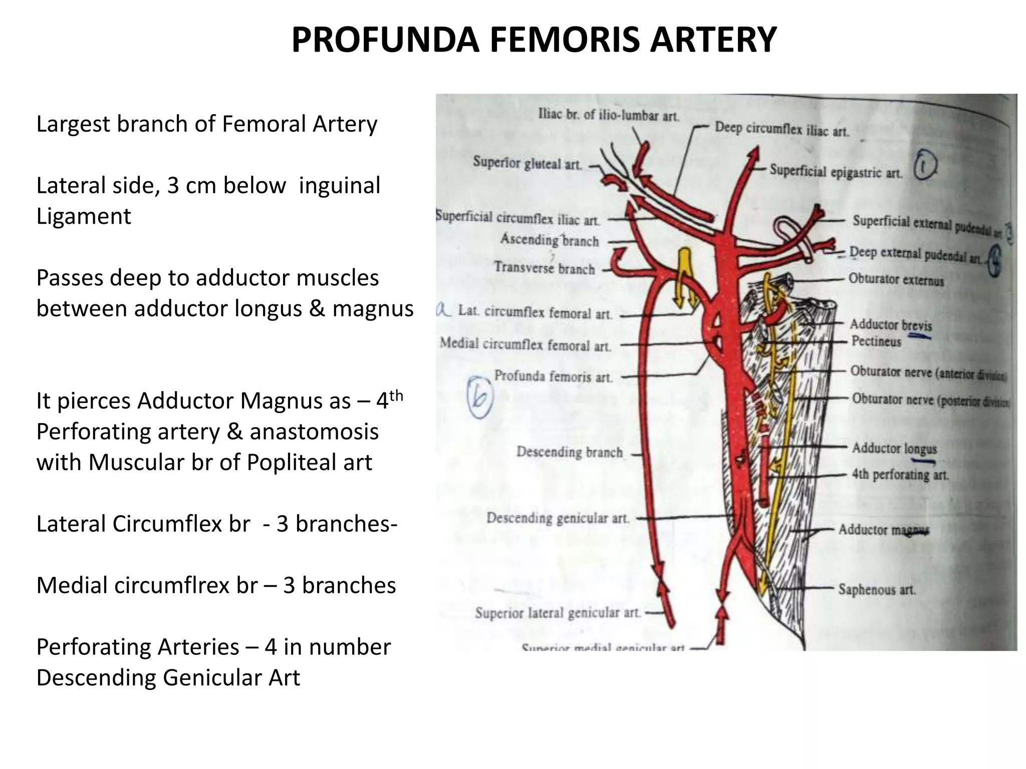 Femoral Vessels_RD.pptx