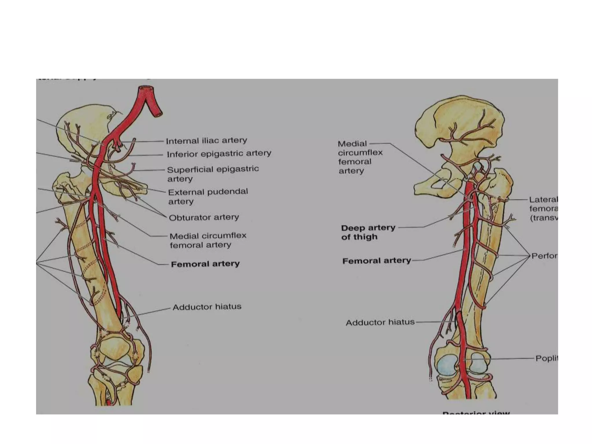 Femoral Vessels_RD.pptx