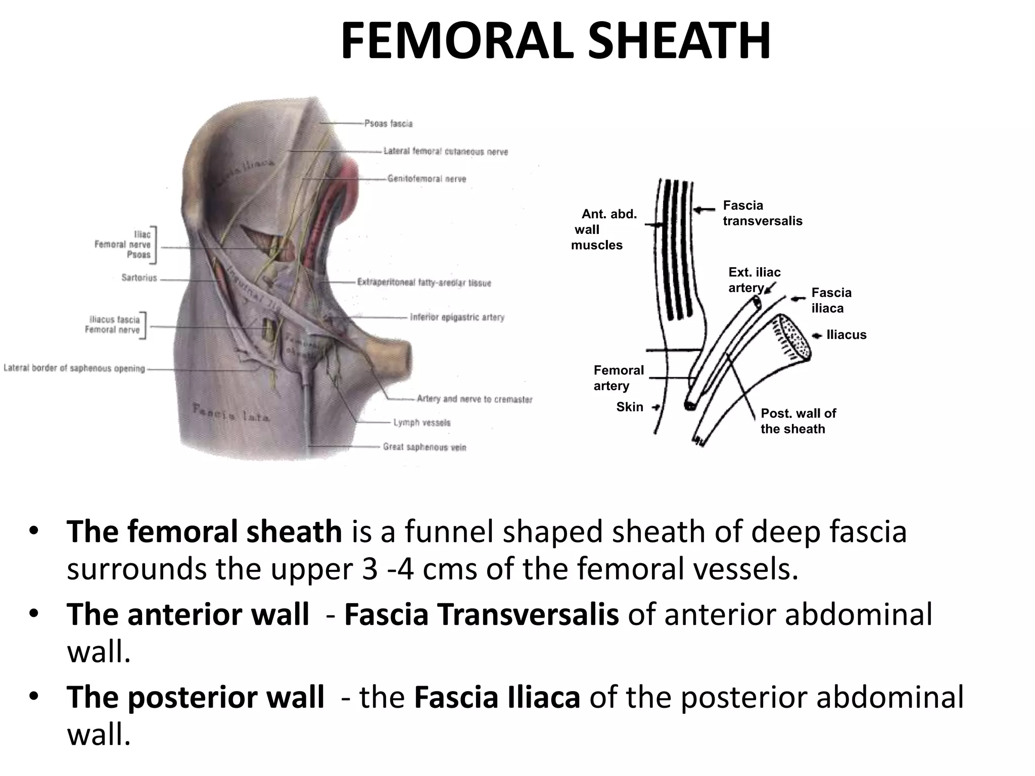 Femoral Vessels_RD.pptx