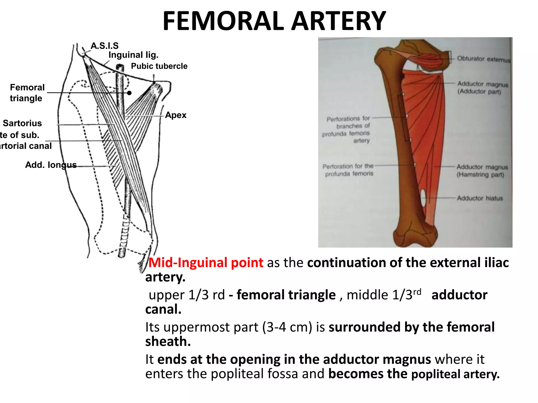 Femoral Vessels_RD.pptx
