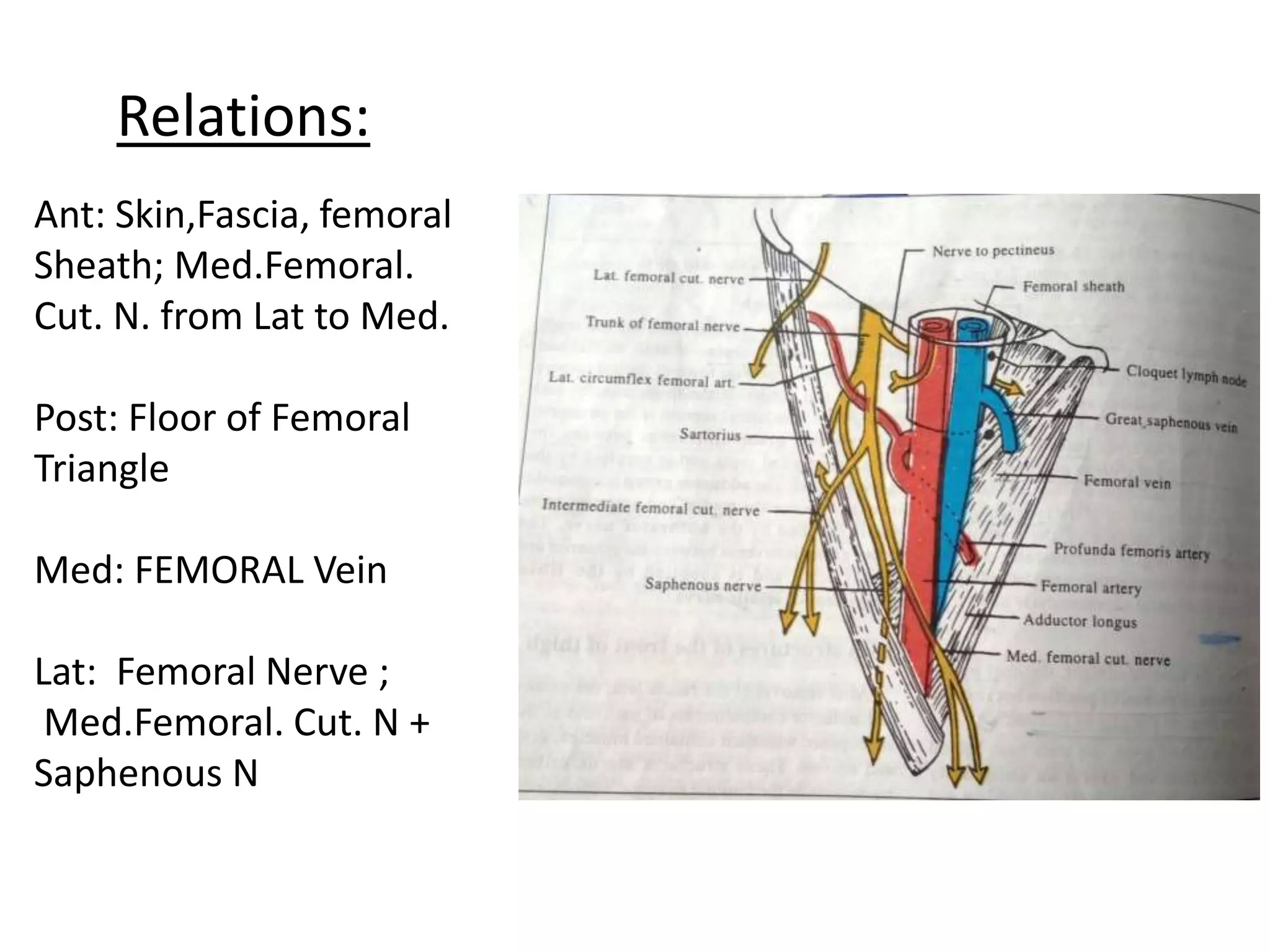 Femoral Vessels_RD.pptx