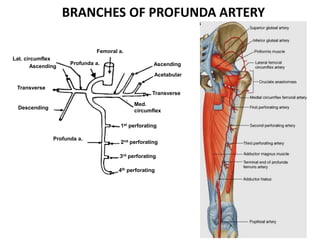 Femoral Vessels_RD.pptx
