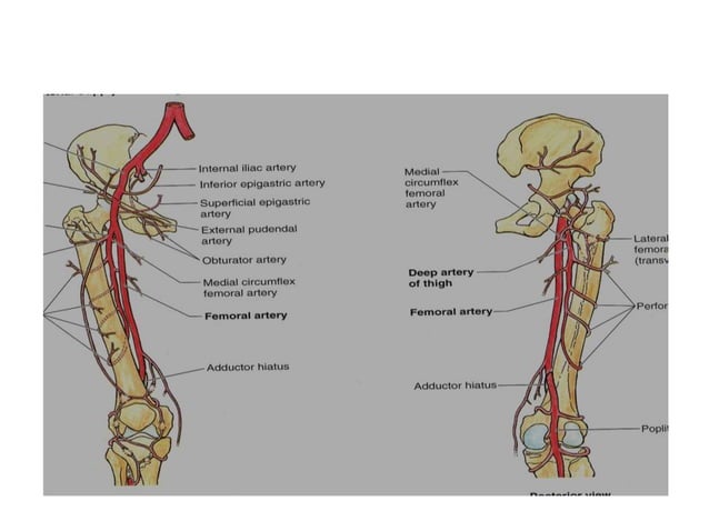 Femoral Vessels_RD.pptx