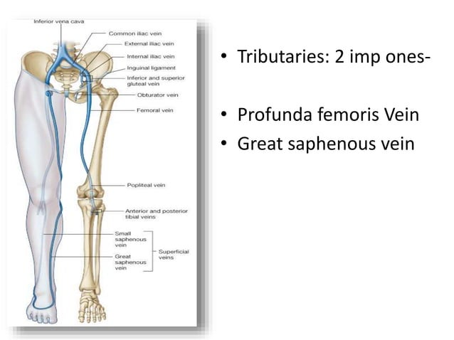 Femoral Vessels_RD.pptx