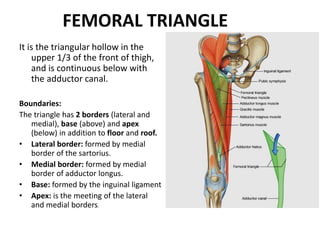 Femoral Vessels_RD.pptx