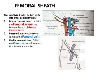 Femoral Vessels_RD.pptx