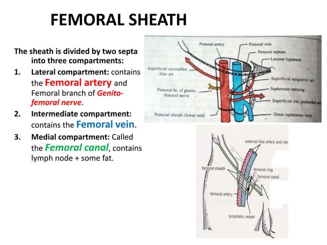 Femoral Vessels_RD.pptx