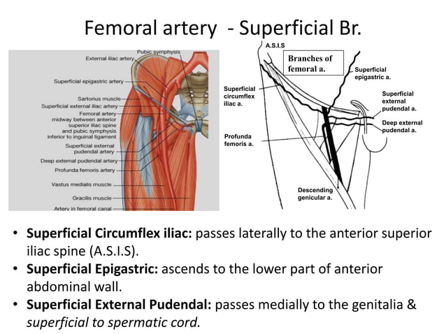 Femoral Vessels_RD.pptx