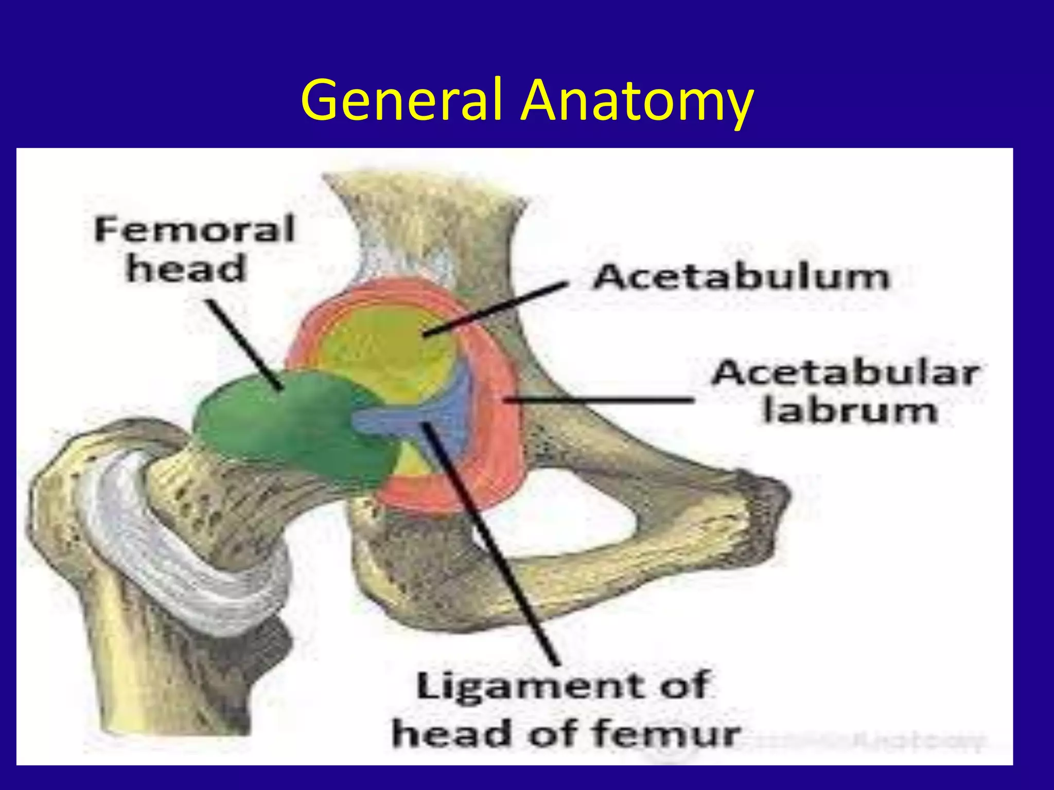 Femoral Acetabular Impingement Syndrome – NCNDV