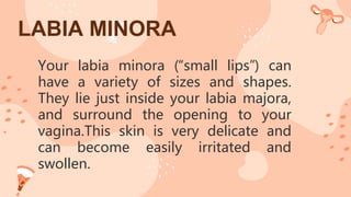 FEM REPRODUCTIVE SYSTEM.pptx