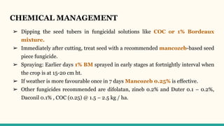 FUNGAL DISEASES OF POTATO (PLANT PATHOLOGY ).pptx | Gardening | Home ...