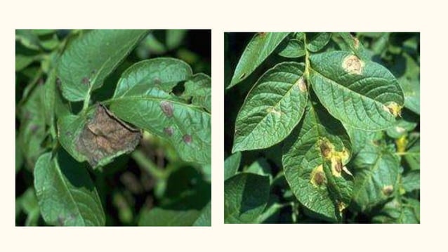 FUNGAL DISEASES OF POTATO (PLANT PATHOLOGY ).pptx | Gardening | Home ...