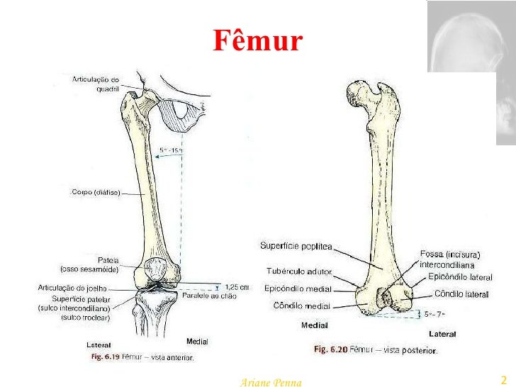 Fêmur