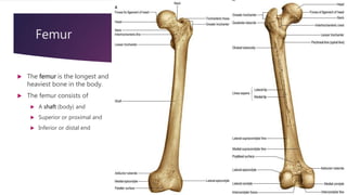 Femur (Gross Anatomy) | PPTX