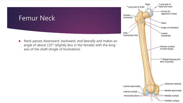 Femur (Gross Anatomy) | PPTX