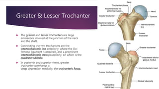 Femur (Gross Anatomy) | PPTX