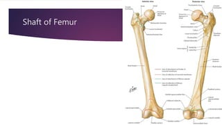 Femur (Gross Anatomy) | PPTX