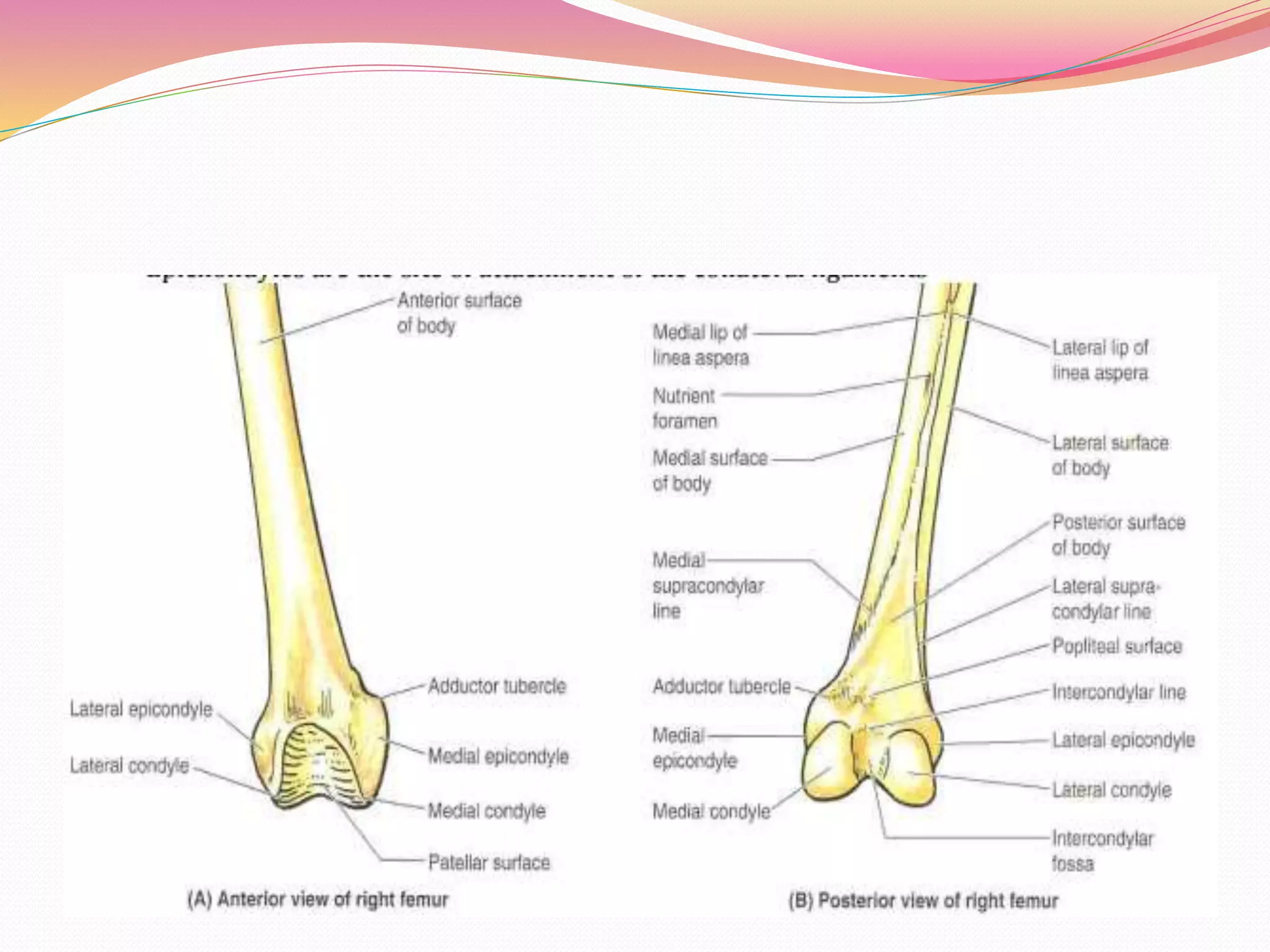 Femur | PPTX