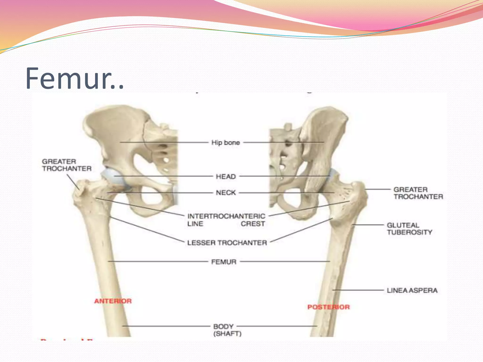 Femur | PPTX